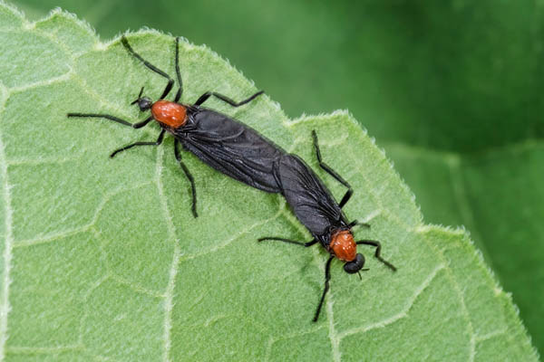 Love Bugs Damage Paint